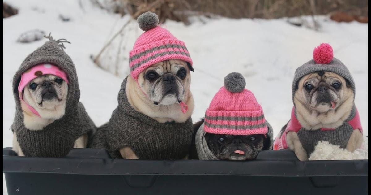 These Model Pugs Are Living It Up In The Winter. Watch These Guys Have ...