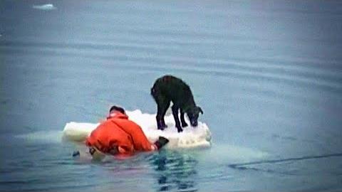Heroic Animal Rescues Will Restore Your Faith In Humanity In Under Four ...