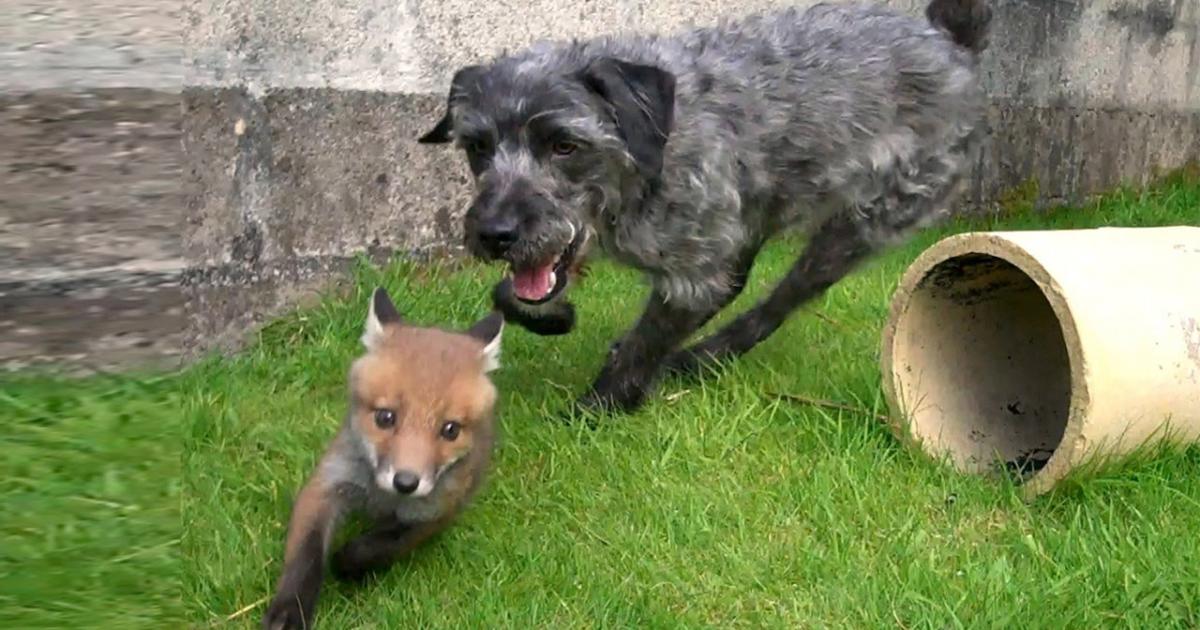 They Found This Starving Fox In The Forest. Watch What This Dog Does