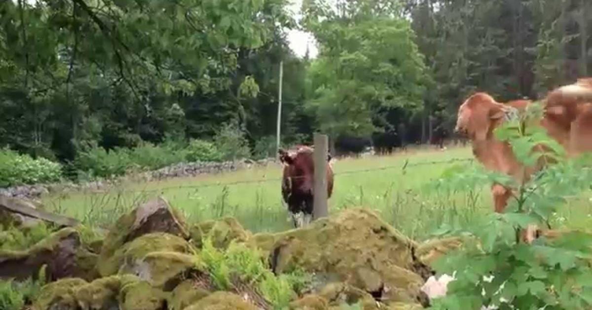 Sweet Retriever Spends His Mornings With His Three Cow Best Friends ...