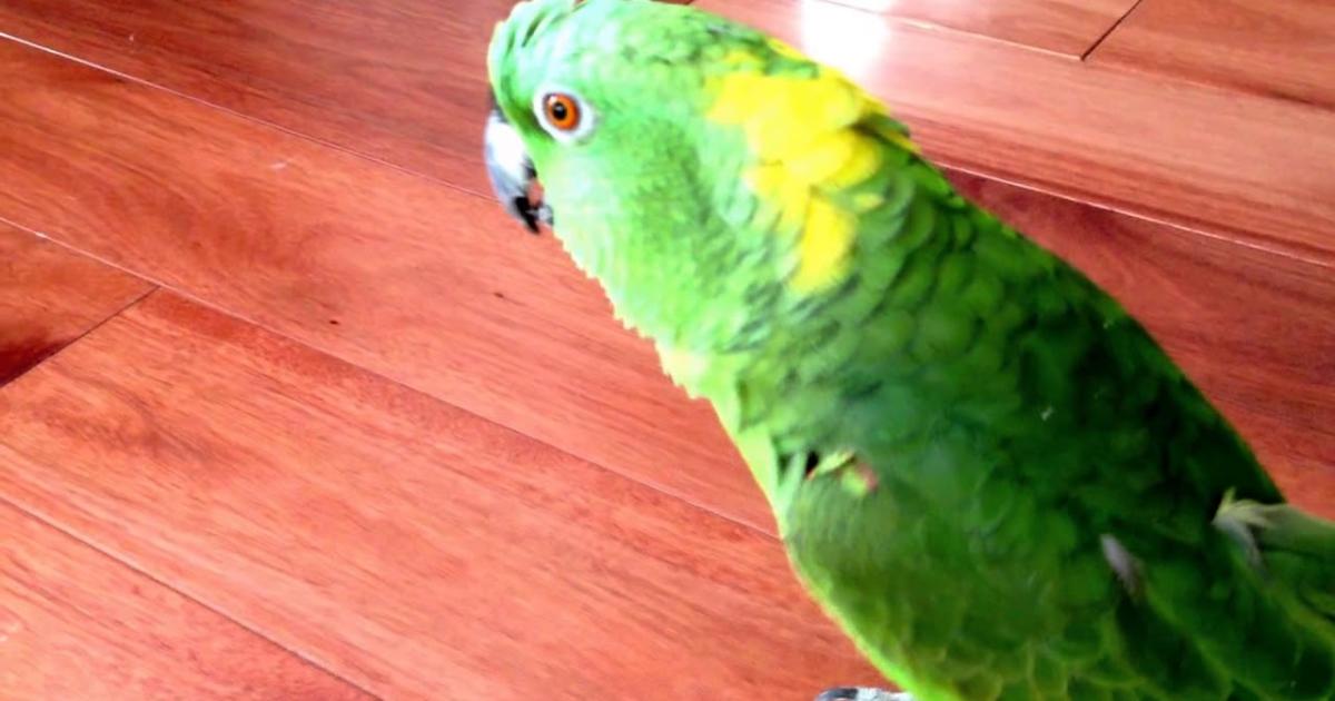 This Beautiful Little Parrot Sees Something Very Funny But His Laugh Is ...