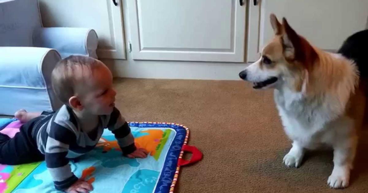 Tucker The Corgi Loves Entertaining His Little Human Brother – Pet Buzz
