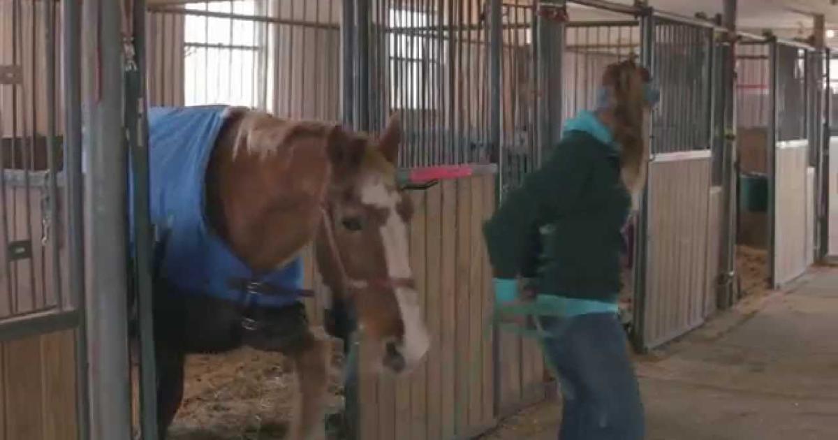 This Horse Was Being Sold To Slaughter. This Rescue Group Stepped In ...