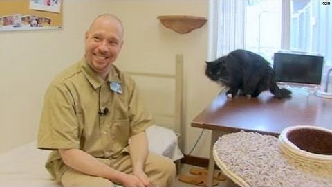 This Rescued Cat Program Is Helping Inmates To Prepare To Re-Enter ...