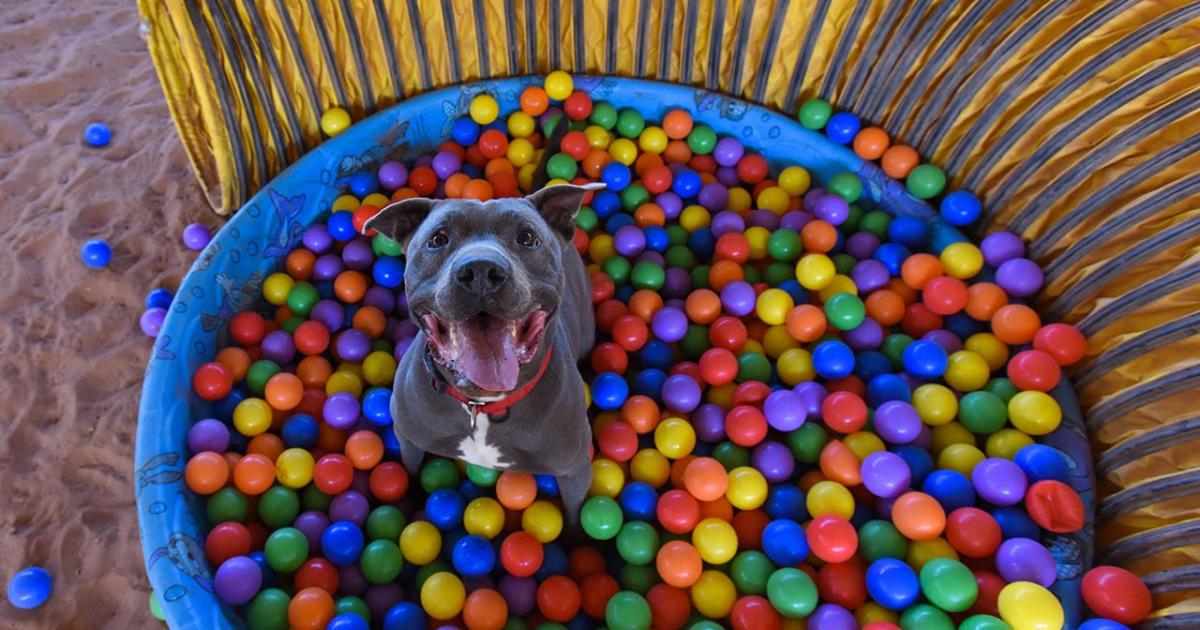 This Rescued Pit Bull Gets His Own Ball Pit, His Reaction Is INCREDIBLE!