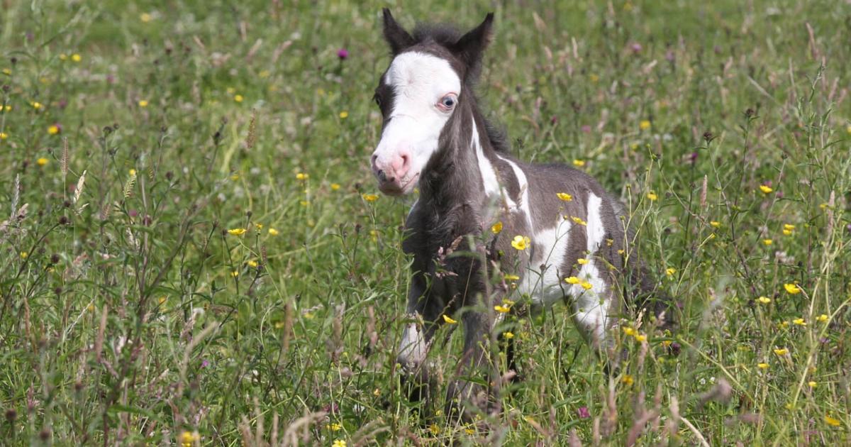 This Tiny Horse Is Quite A Big Sensation. You Won’t Believe How Small ...