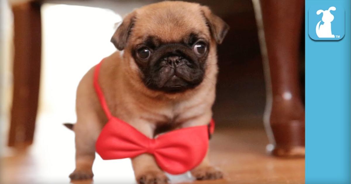 Watch This Baby Pug Be Introduced To His Friends... You Won't Believe ...