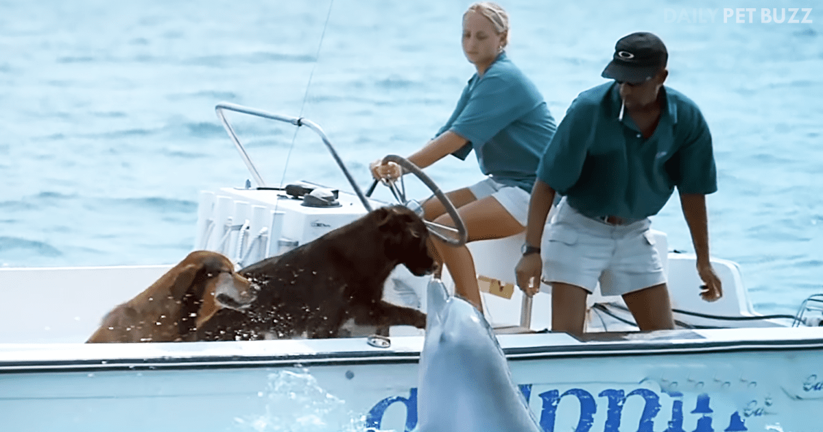 This Spirited Dolphin Swims Up To The Boat And Pops Up To Give A ...