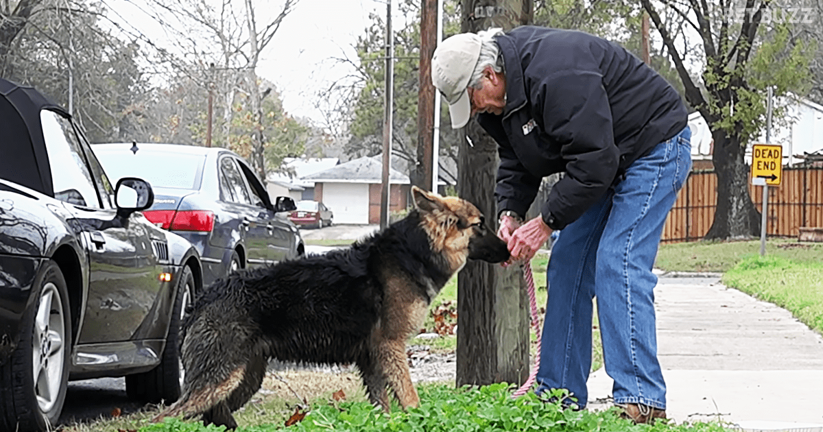 Starving Homeless German Shepherd Dog Rescued From Busy Street In ...
