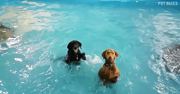 Silly Black Labrador Swims To His Buddy, Then Realizes He Can Stand In ...