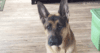 German Shepherd, Apollo, Has Dad Laughing When He Creatively Asks For ...