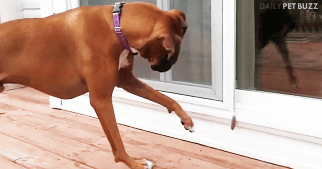 Brave Boxer Cleverly Stalks And Plans His Attack – On A Feather – Pet Buzz