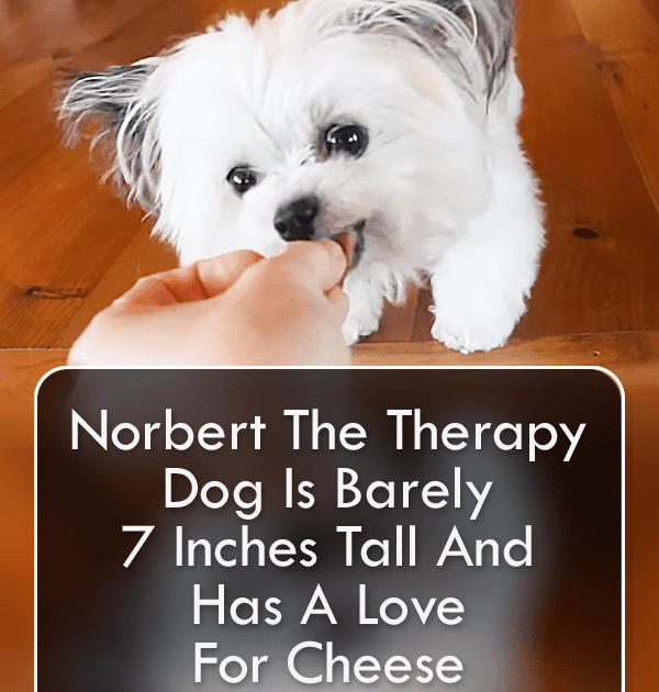 Norbert The Therapy Dog Is Barely 7 Inches Tall And Has A Love For ...