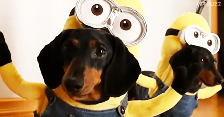 Tiny Dachshunds In Minion Costumes Should Be Seen Daily – These Guys ...