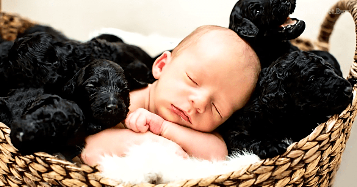 Mom Puts Baby In Basket With Puppies And The Result Is Total Cuteness ...