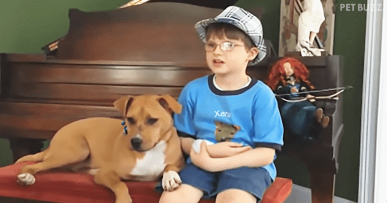 Xena The Pitbull Was Abused And Left To Die, Now She And Autistic Boy ...