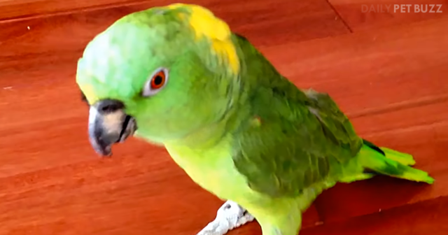 This Beautiful Little Parrot Sees Something Very Funny But His Laugh Is ...
