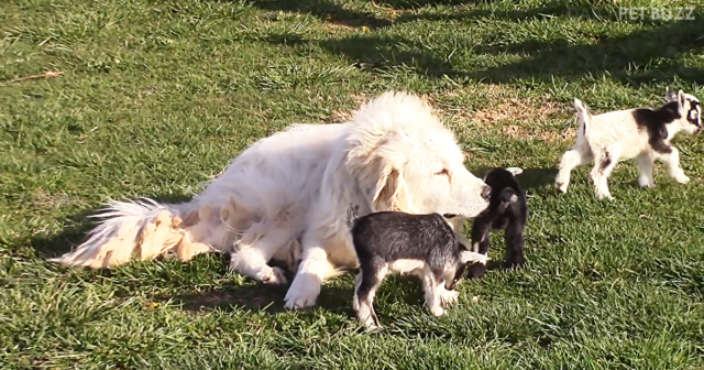 Betty The Beautiful Great Pyrenees Tries To Relax Outside While ...