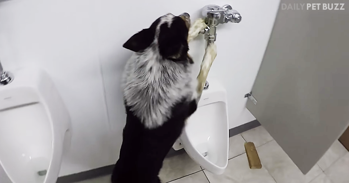 This Clever And Talented Pooch Has Learned How To Use A Urinal – He Can ...