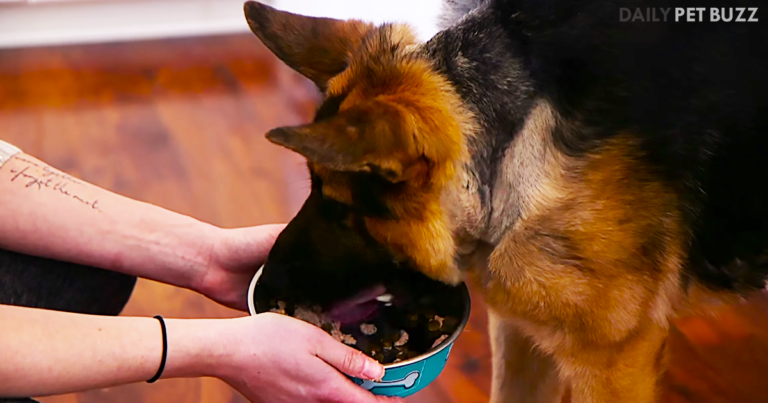 Quasimodo The Hunchback Dog Finds Internet Fame And A Fur-ever Home ...