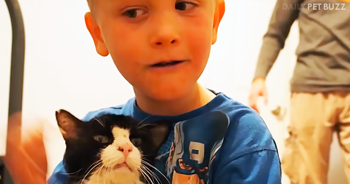 This Is A Touching Tribute For Dexter The Cat Who Was Mightily Loved By ...