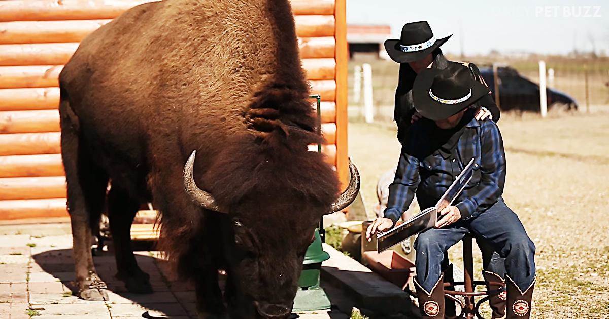 Did You Remember To Let The Buffalo Out? Meet The World’s Largest House ...