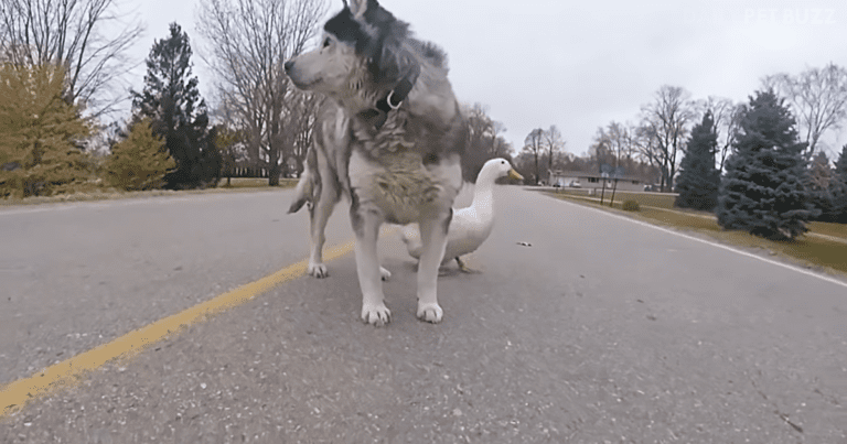 Husky And Duck Are True Best Friends, And We’re All The Better For ...