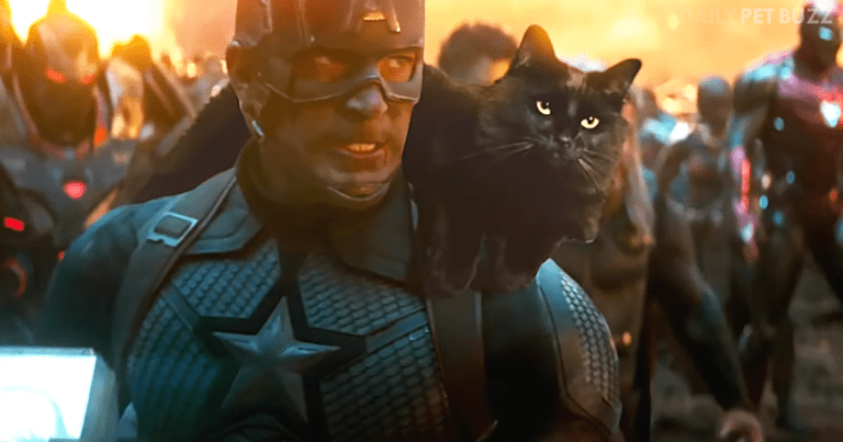 Watch A Cute Kitty Defeat Thanos In Hilarious ‘Endgame’ Parody – Pet Buzz
