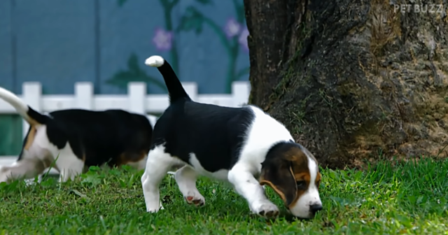 Tiny Beagle Puppy Called ‘Roo’ Is Always a Step Behind His Big Sisters ...