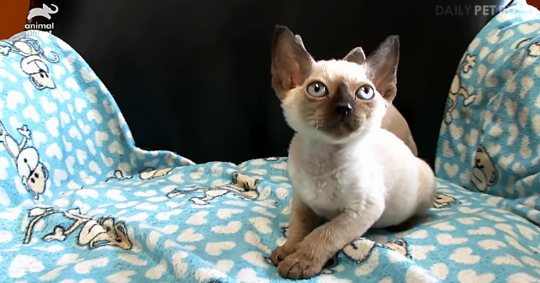 The Minskin Is an Adorable Miniature Cat Breed that Stays Kitten-Like ...