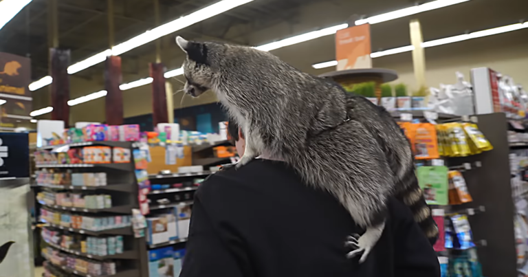 Adorable Rescued Raccoon Goes Toy Shopping – Pet Buzz