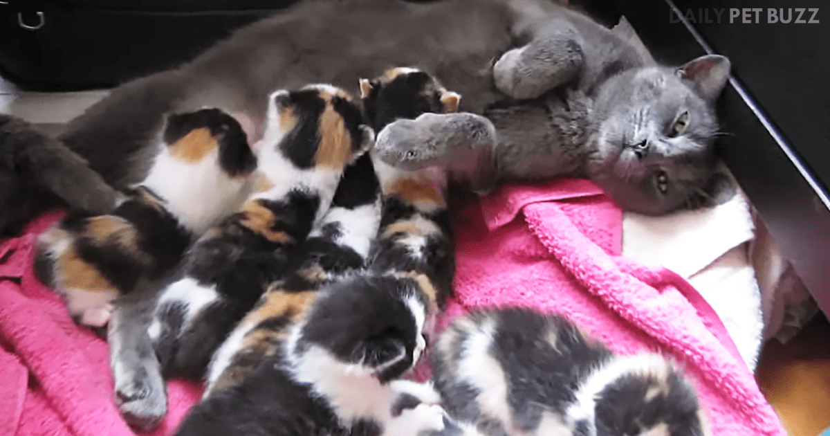 Rescue Cat Gives Birth To 8 Tiny Kittens With Fur Unlike Anything We Ve