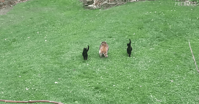 Blind Raccoon Saves 2 Lost Kittens And Helps Them Find A Loving Furever ...