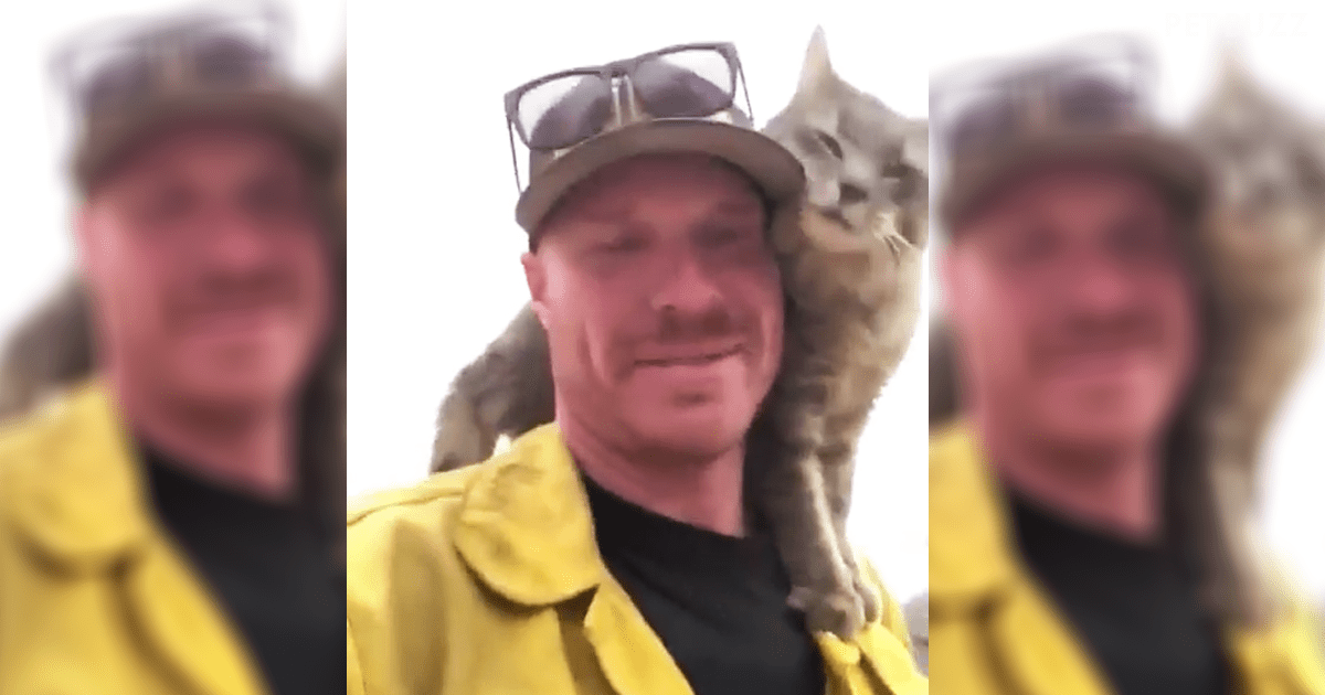 California Firefighter Rescues Cat From Wildfire And Now She Won’t ...