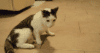 Adorable Cat Learns To Somersault And Can’t Stop Rolling Around - Pet Buzz
