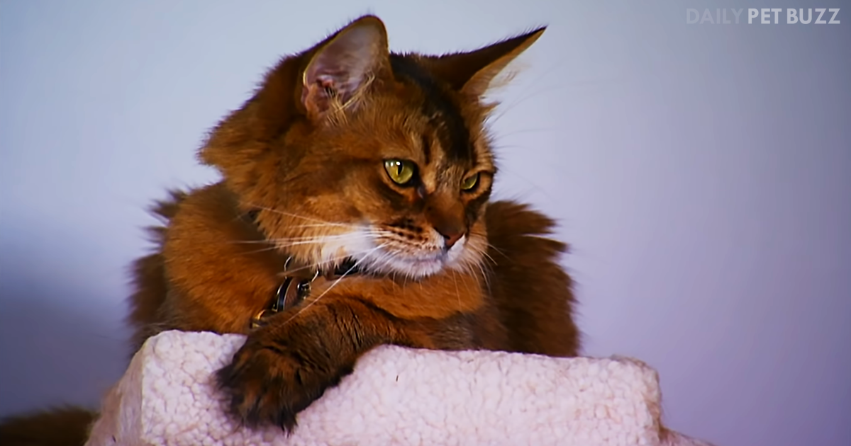This Beautiful Somali “Fox Cat” Can Hold Objects Like A Monkey – Pet Buzz