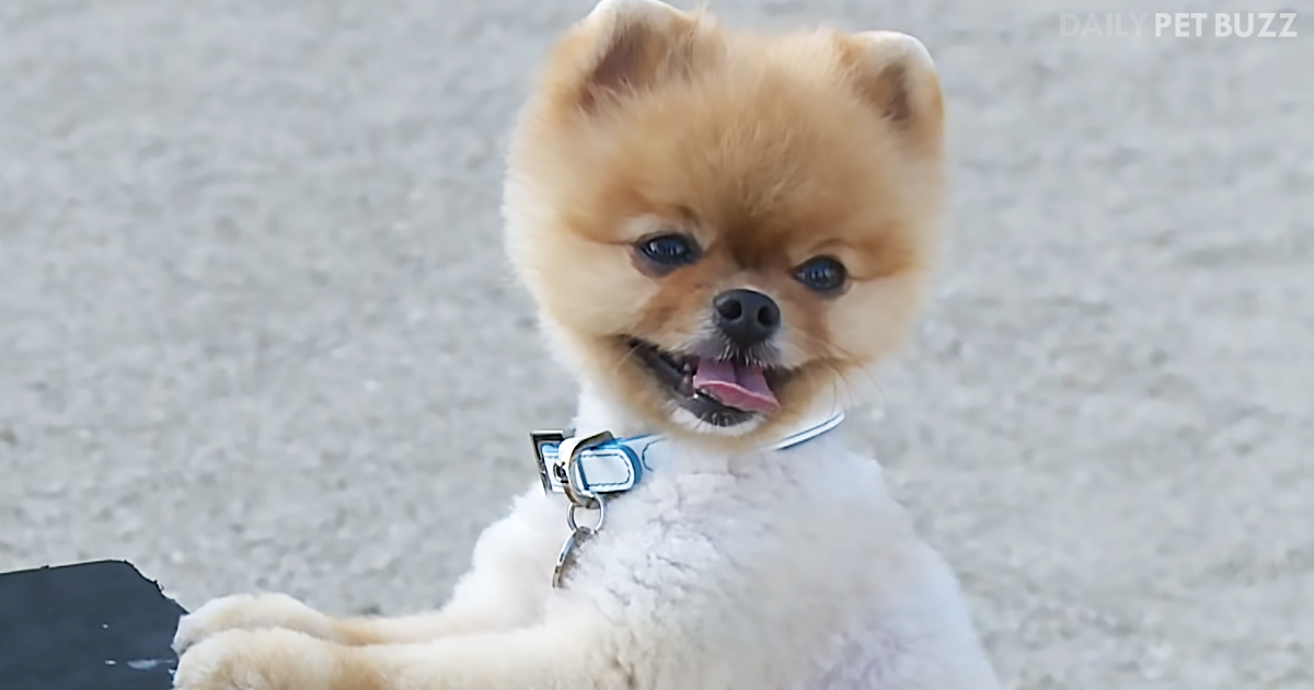 Perfectly Precious Pomeranian Is So Talented He Holds Two World Records ...