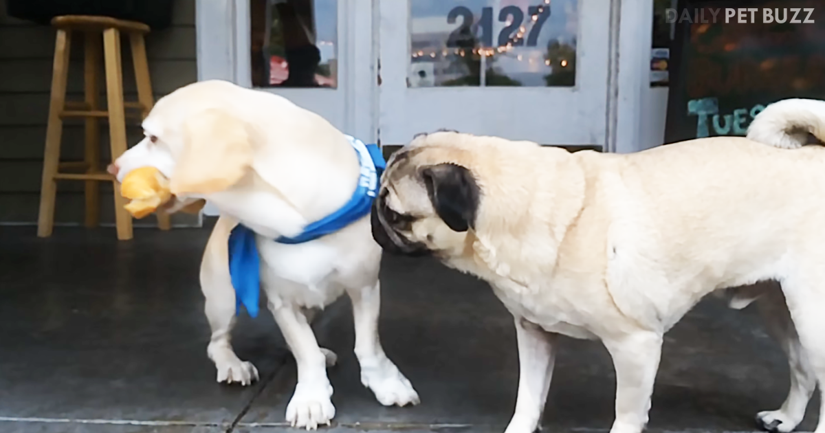 There Appears To Be Limits On Sharing With These Two Dog Buddies – Ice ...