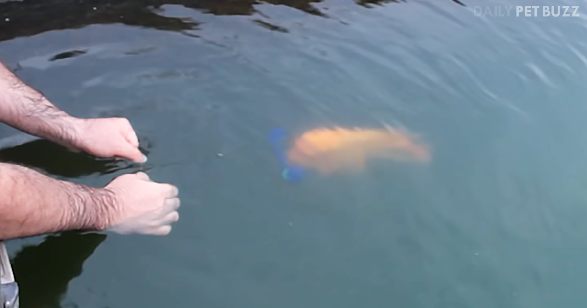 This Fish (Yes, A Fish) Loves To Get Petted And Will Even Play Fetch ...