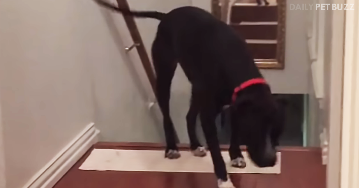To Overcome His Biggest Fear, This Dog Has The Most Hilarious Trick ...