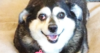 Morbidly Obese Corgi Is Abandoned At Shelter And Soon Is As Fit As A ...