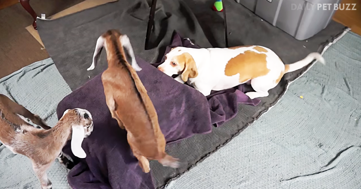 Clumsy Baby Goats Meet America’s Favorite Lemon Beagle, Maymo, And The ...
