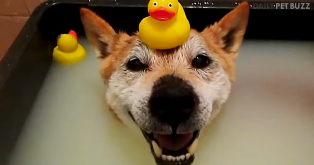 Sweet Shiba-Inu Needs To Bathe In A Special Bath But She Has Her Rubber ...