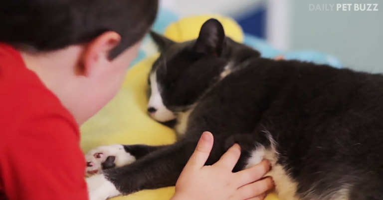 Billy The Cat Has Transformed Autistic Boy’s Life – This Pair Share A ...