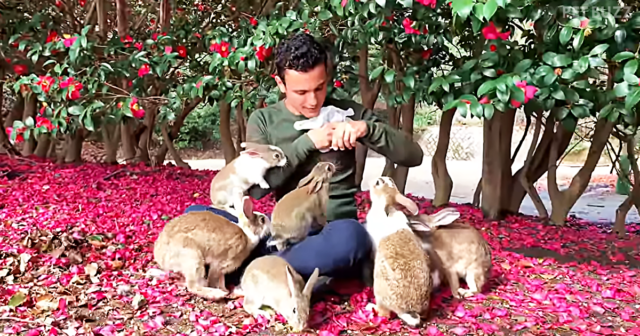 Bunny Expert Takes Tour Of Japan’s Rabbit Island – Pet Buzz