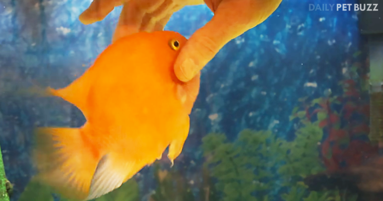 This Fish Loves To Cuddle – Pet Buzz