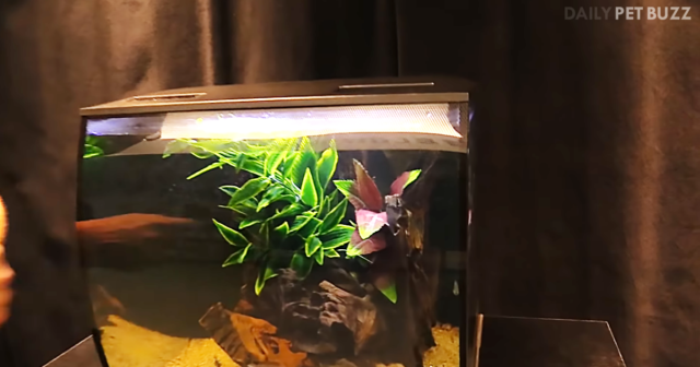 Which Fish Can Share A Community Tank With A Betta? – Pet Buzz