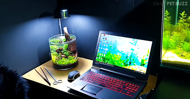 How To Create A Small Maintenance-Free Desk Aquarium – Pet Buzz
