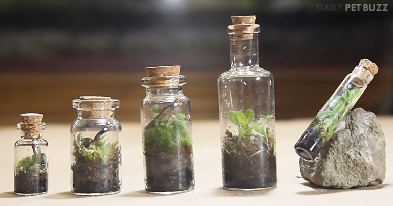 These Tiny Terrariums Are Like Holding A Miniature Forest In Your Hand ...