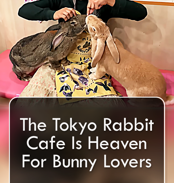 The Tokyo Rabbit Cafe Is Heaven For Bunny Lovers - Pet Buzz